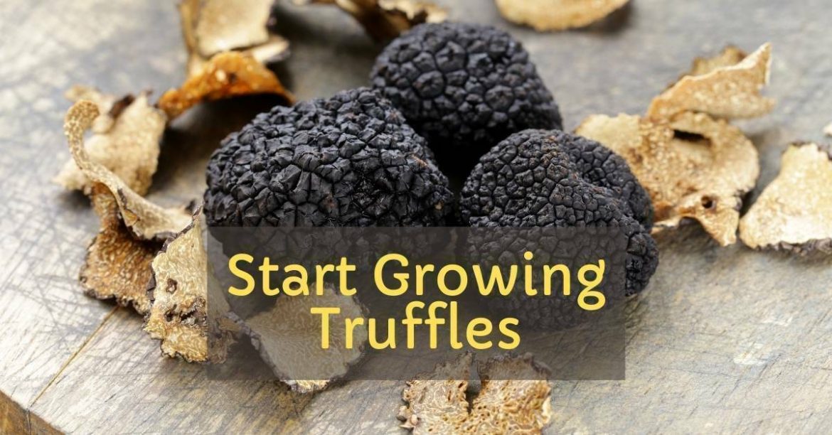 Beginners Guide To Growing Truffle In 10 Steps And Make A Significant ...