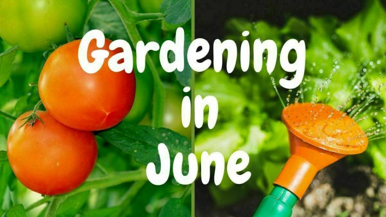 18 Tips on Gardening in June | What You Should Do Right Now