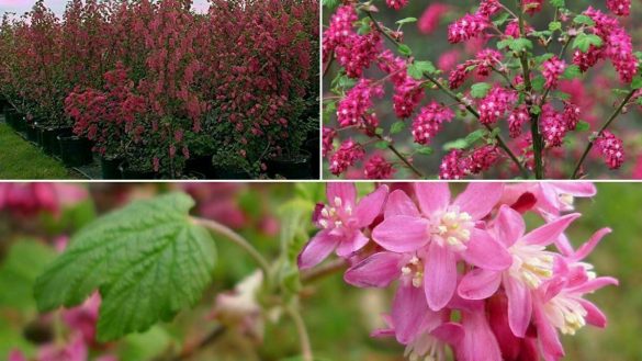 Flowering hedges: 12 Best hardy hedge plants with flowers