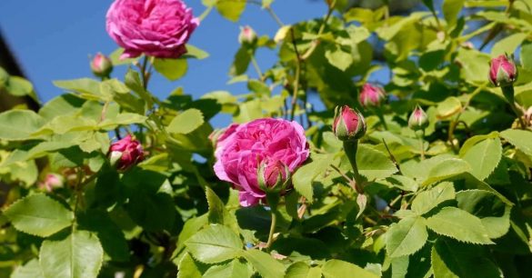 The 8 Best Roses For Hedges