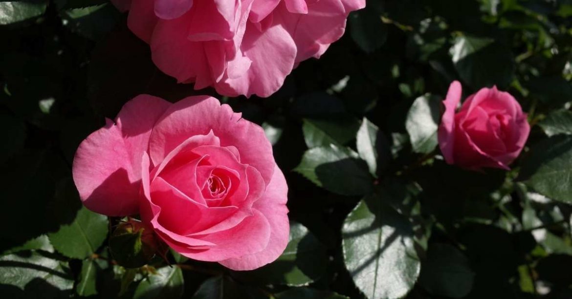 The 8 Best Roses For Hedges