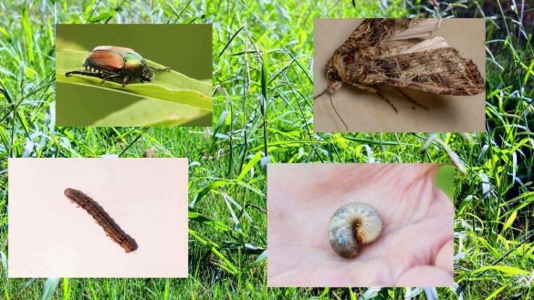 The Top 7 Lawn Pests and Insects To Get Rid Of Today