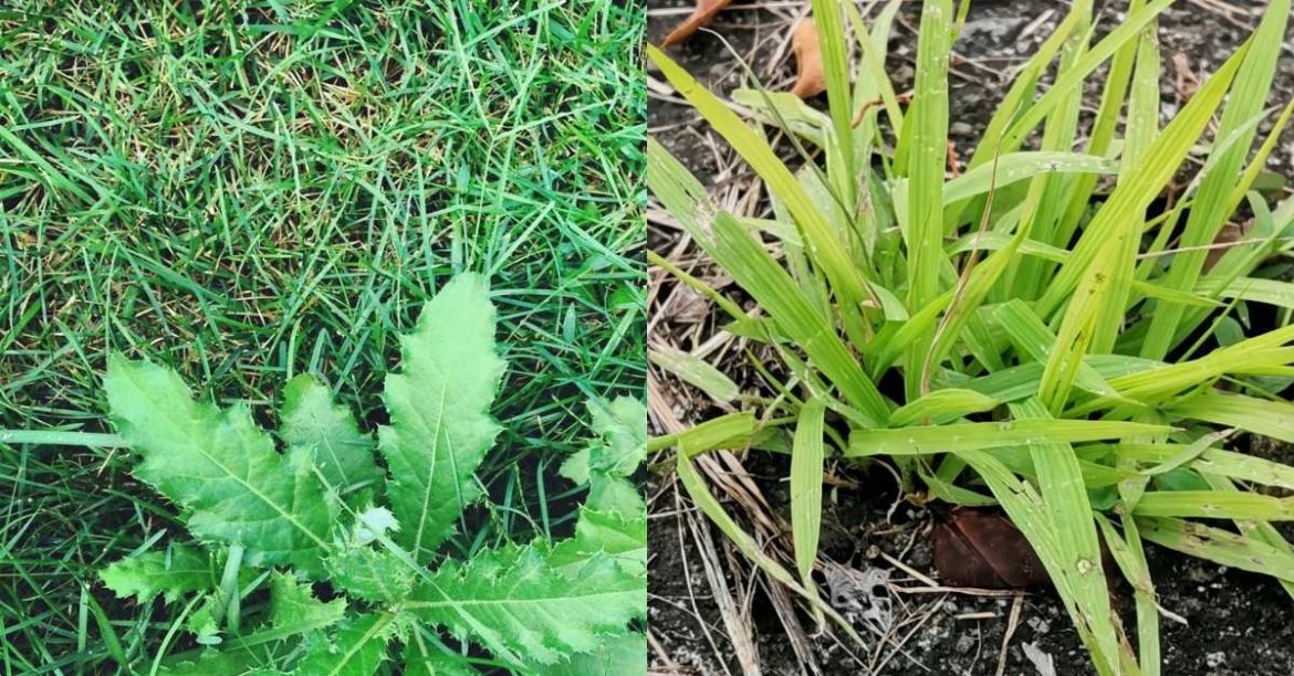 The Best Tips for Lawn Weed Control