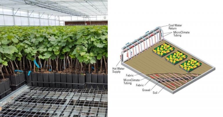 Root Zone Heating For Greenhouse Crops: What You Need To Know