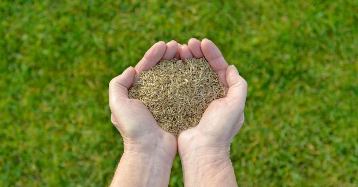 Types of Seeding | What are the Proper Seeding Methods?