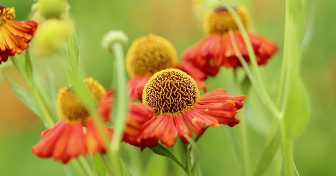 How to Grow Helenium (Sneezeweed) - 3 Stunning Varieties