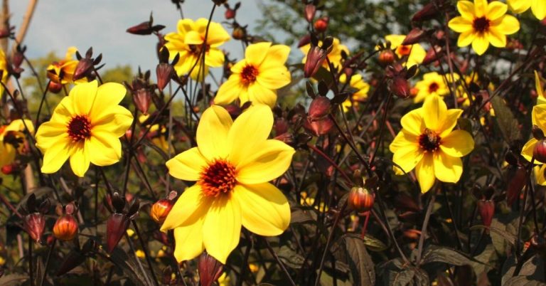 How to Grow Helenium (Sneezeweed) - 3 Stunning Varieties