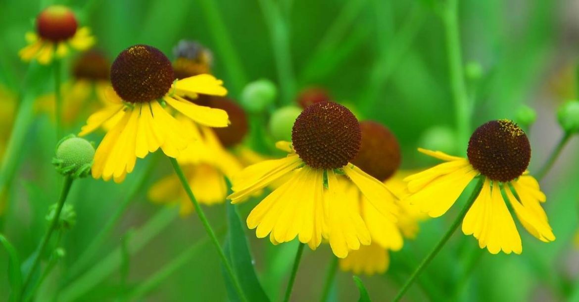 How to Grow Helenium (Sneezeweed) - 3 Stunning Varieties