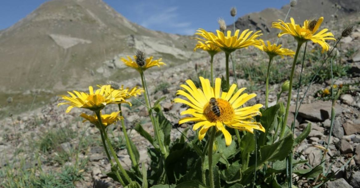 How to Grow Helenium (Sneezeweed) - 3 Stunning Varieties