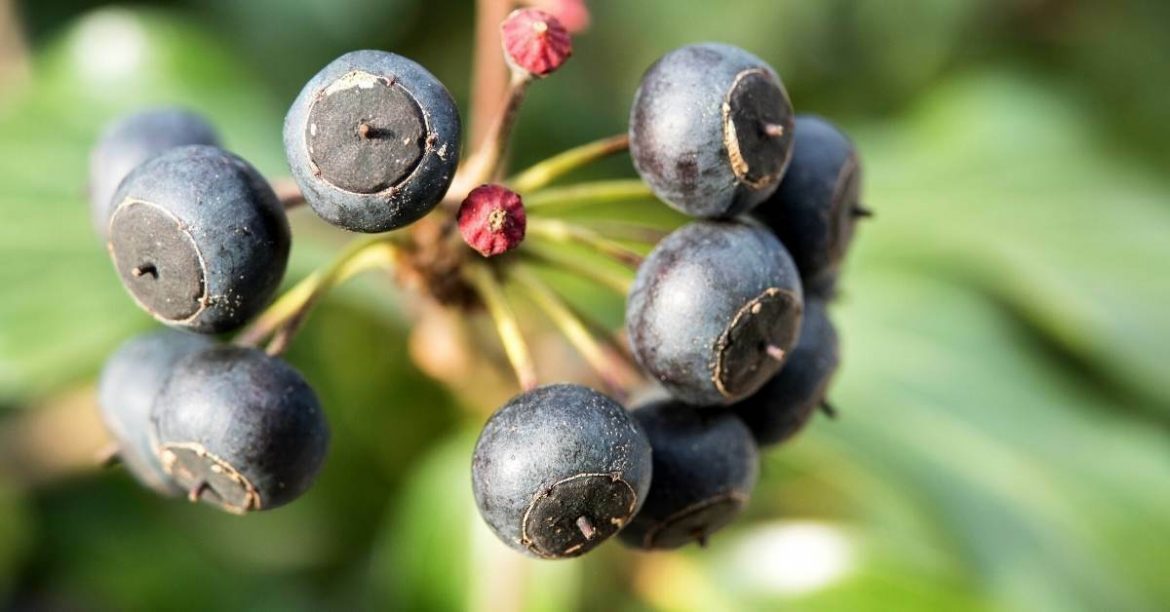 When is ivy poisonous?