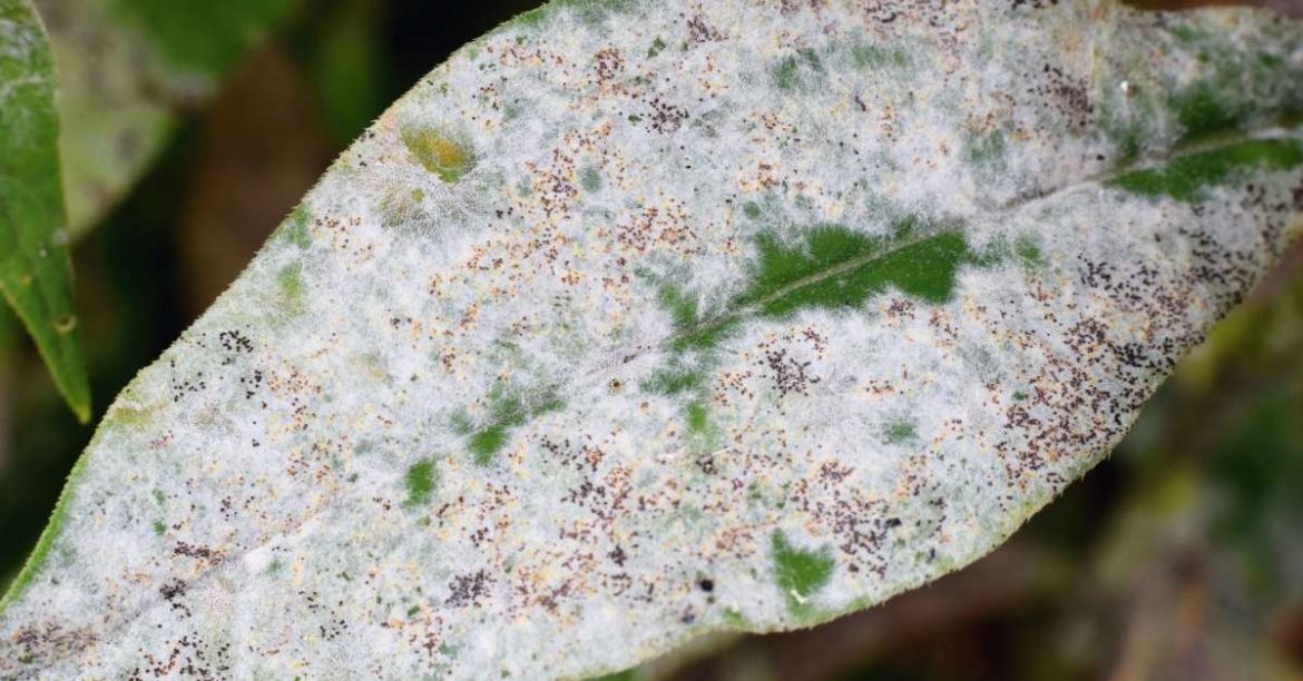 Powdery Mildew Disease on Plants: Definition, Causes, Prevention and Cure