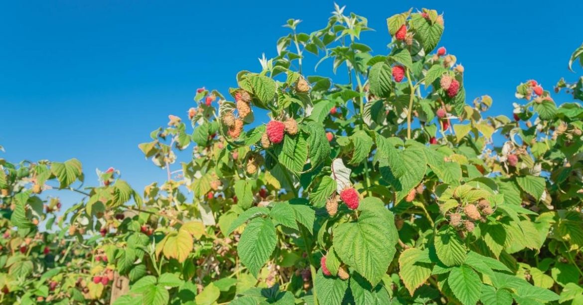 50+ Best Raspberry Plant Varieties And How to Grow Them (The Right Way)