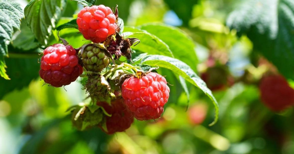 50+ Best Raspberry Plant Varieties And How to Grow Them (The Right Way)