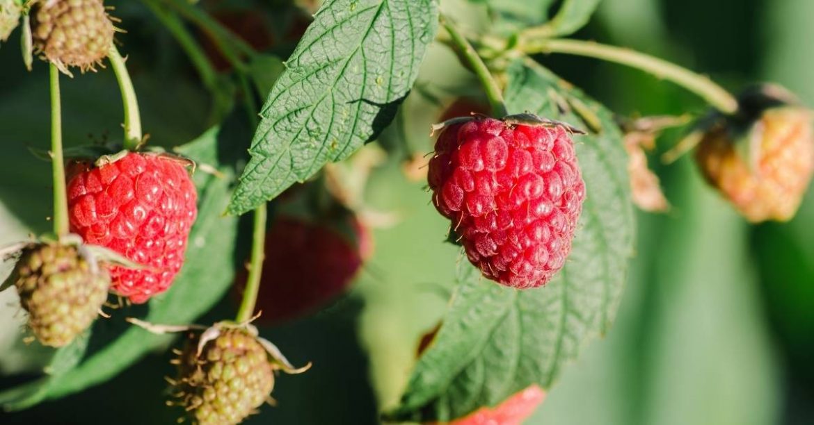 50+ Best Raspberry Plant Varieties And How to Grow Them (The Right Way)