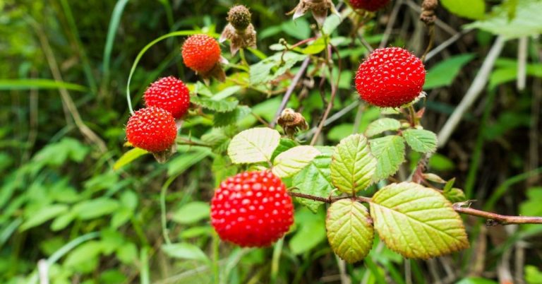 50+ Best Raspberry Plant Varieties And How to Grow Them (The Right Way)