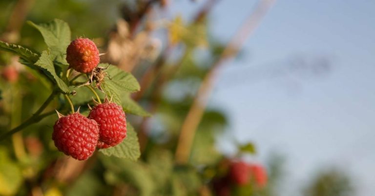 50+ Best Raspberry Plant Varieties And How to Grow Them (The Right Way)