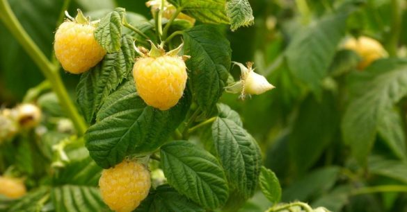 50+ Best Raspberry Plant Varieties And How to Grow Them (The Right Way)
