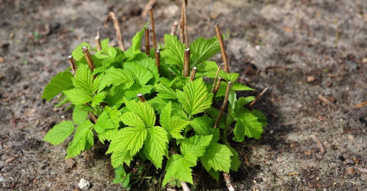 50+ Best Raspberry Plant Varieties And How to Grow Them (The Right Way)