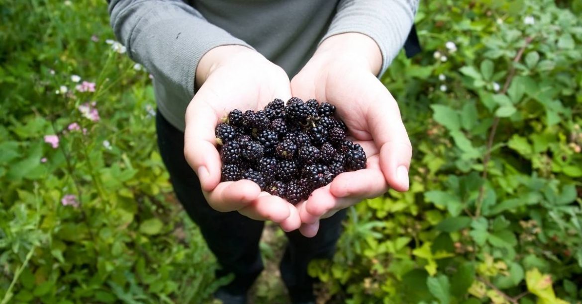 50+ Best Raspberry Plant Varieties And How to Grow Them (The Right Way)