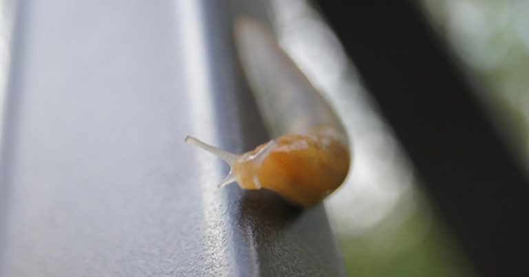 Slug Control 101 | How To Get Rid of Slugs in the House And Garden Forever!