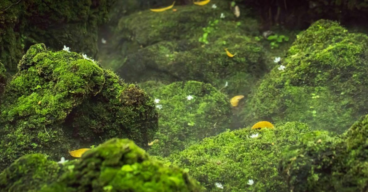 How Will Growing Algae Reduce The Carbon Dioxide Emissions?