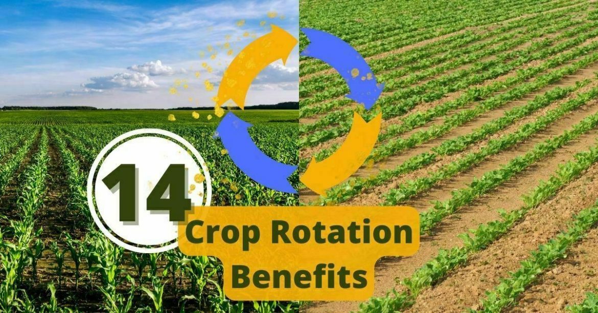 14 Benefits of Crop Rotation