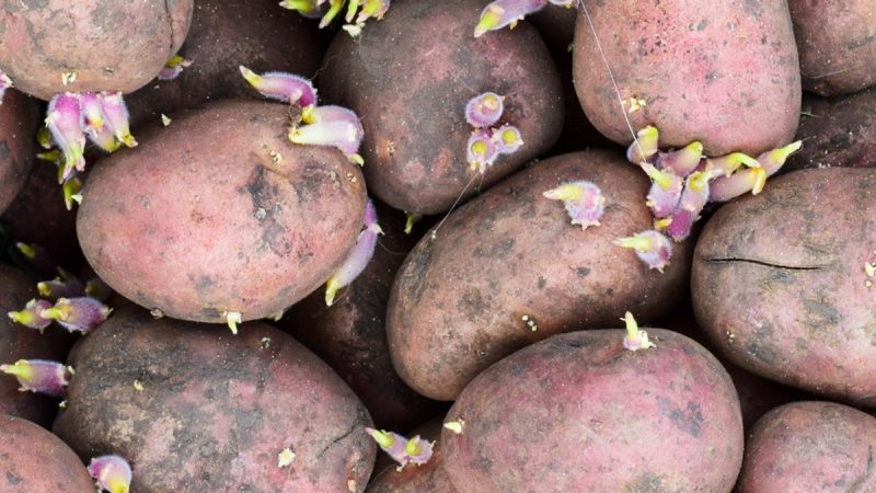 How to Grow Potatoes in Florida 101: A Complete Guide (And An Awesome ...