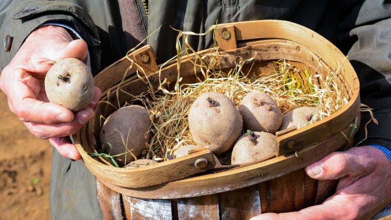 How to Grow Potatoes in Florida 101: A Complete Guide (And An Awesome ...
