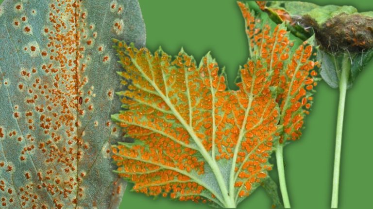 Tackling Top 30 Most Common Plant Diseases: (Identification, Prevention ...