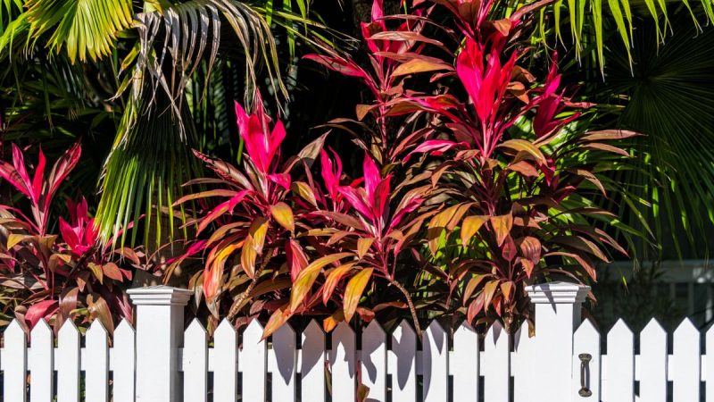 Cordyline Plant: The Complete Guide to Care, Types, and Varieties