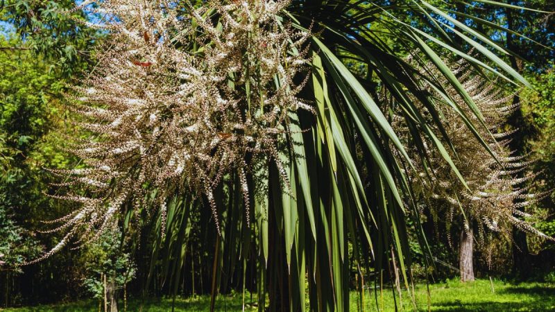 Cordyline Plant: The Complete Guide to Care, Types, and Varieties