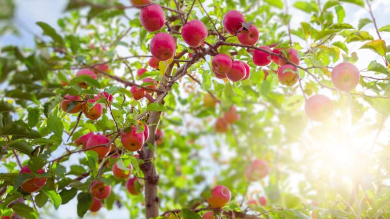 19+ Apple Tree Problems: Ultimate Guide to Disease Diagnosis and Cure