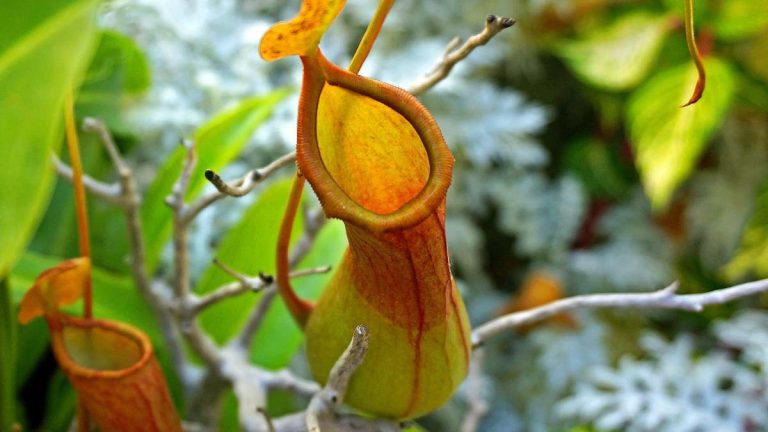 How to Care for a Pitcher Plant: A Complete Guide for Beginners