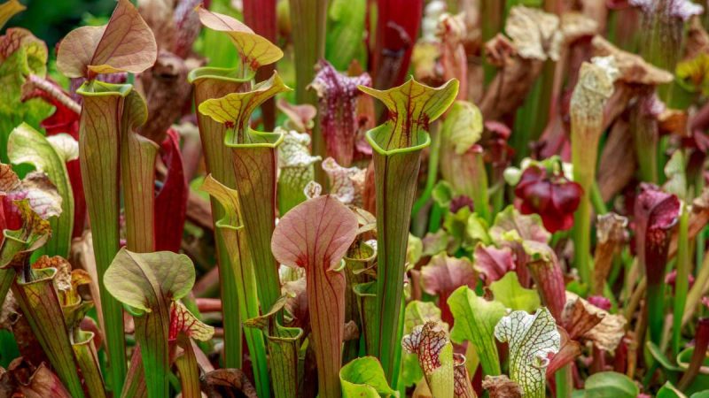 How to Care for a Pitcher Plant: A Complete Guide for Beginners