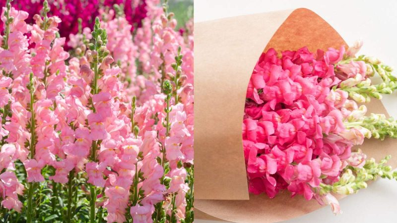 Pink Snapdragon Flowers: Ultimate Guide to Growing & Caring These ...