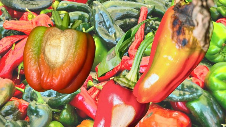 How to Prevent and Treat Sunscald on Peppers, Tomatoes and Trees